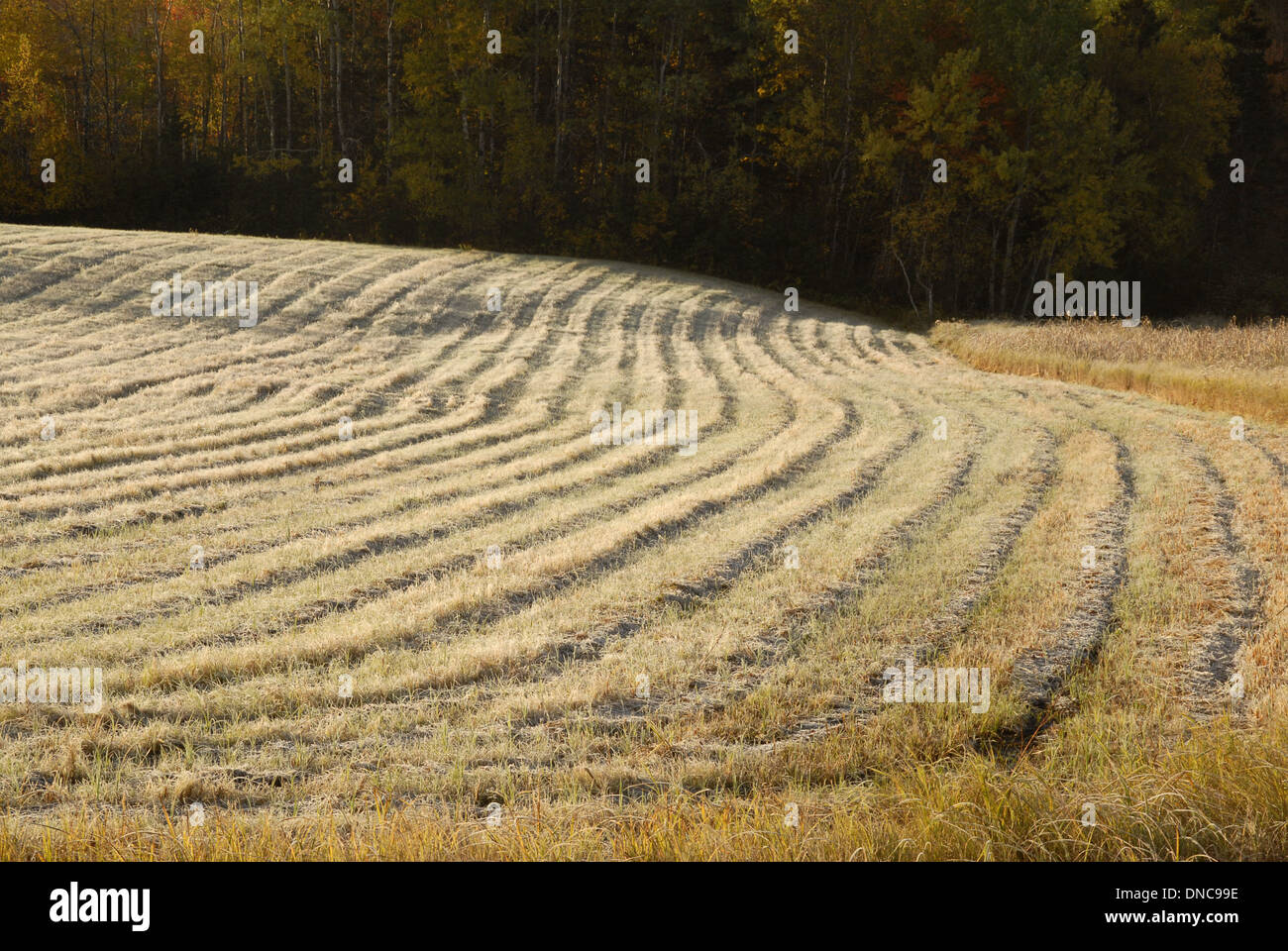 Fields in Nova Scotia after frost Stock Photo - Alamy