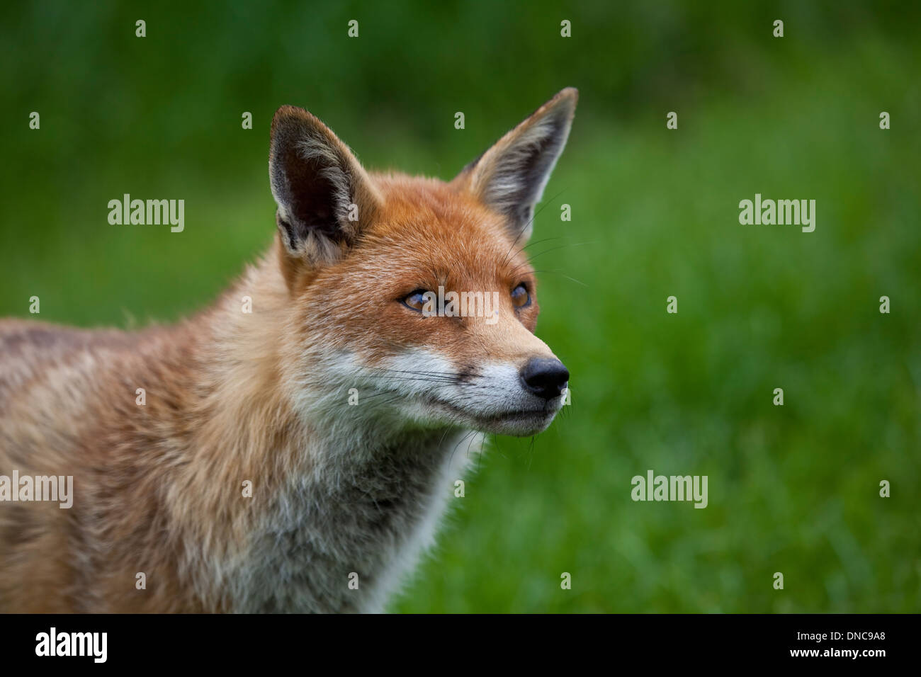 Red fox vulpes vulpes headshot hi-res stock photography and images - Alamy