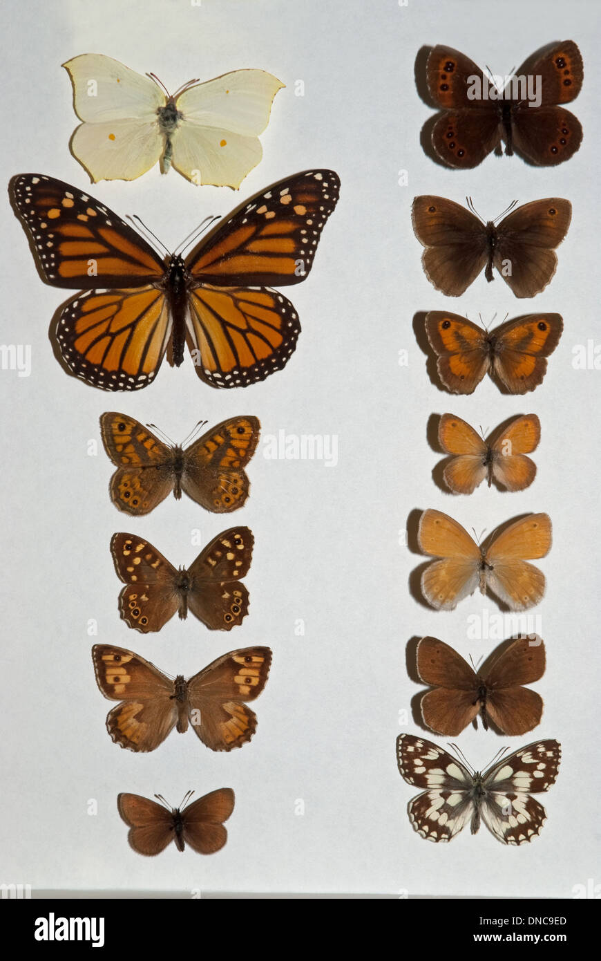 A collection of preserved and pinned British moths Stock Photo - Alamy