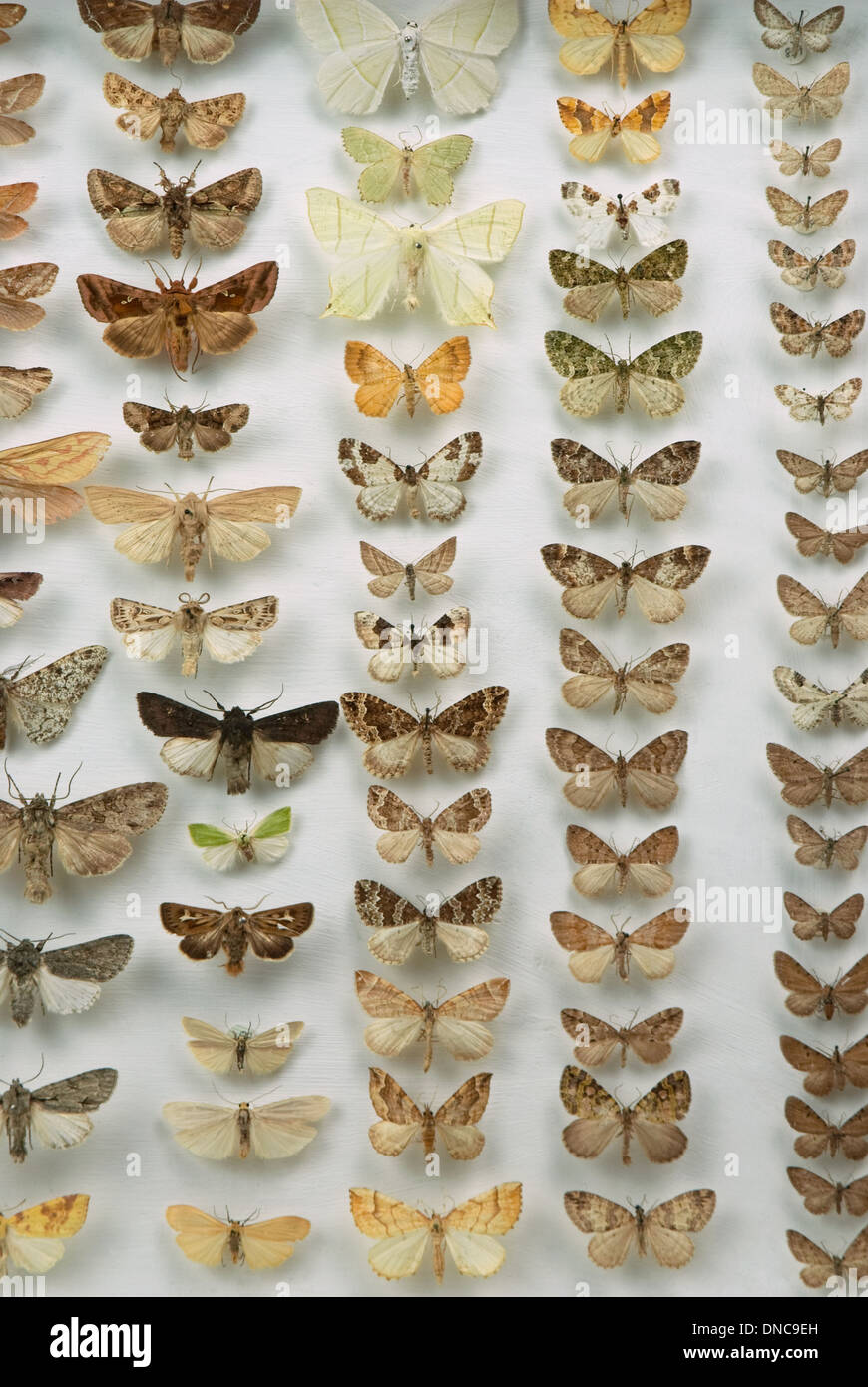 A collection of preserved and pinned British moths Stock Photo - Alamy