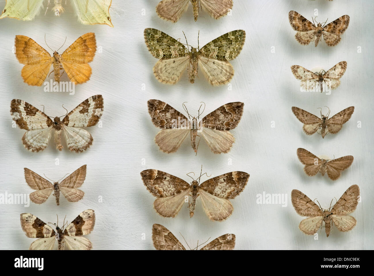 Pinned moth hi-res stock photography and images - Alamy