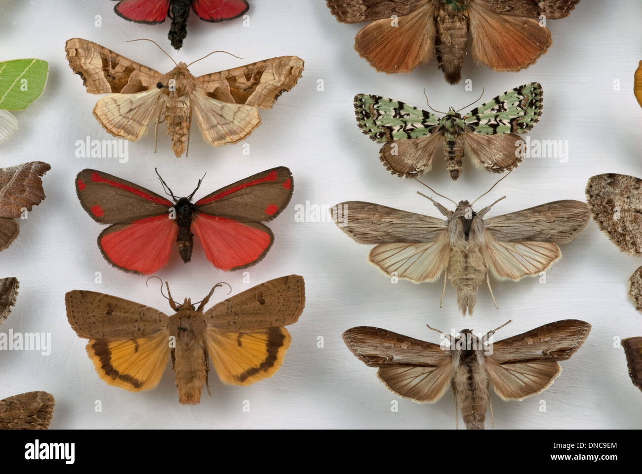 A collection of preserved and pinned British moths Stock Photo - Alamy