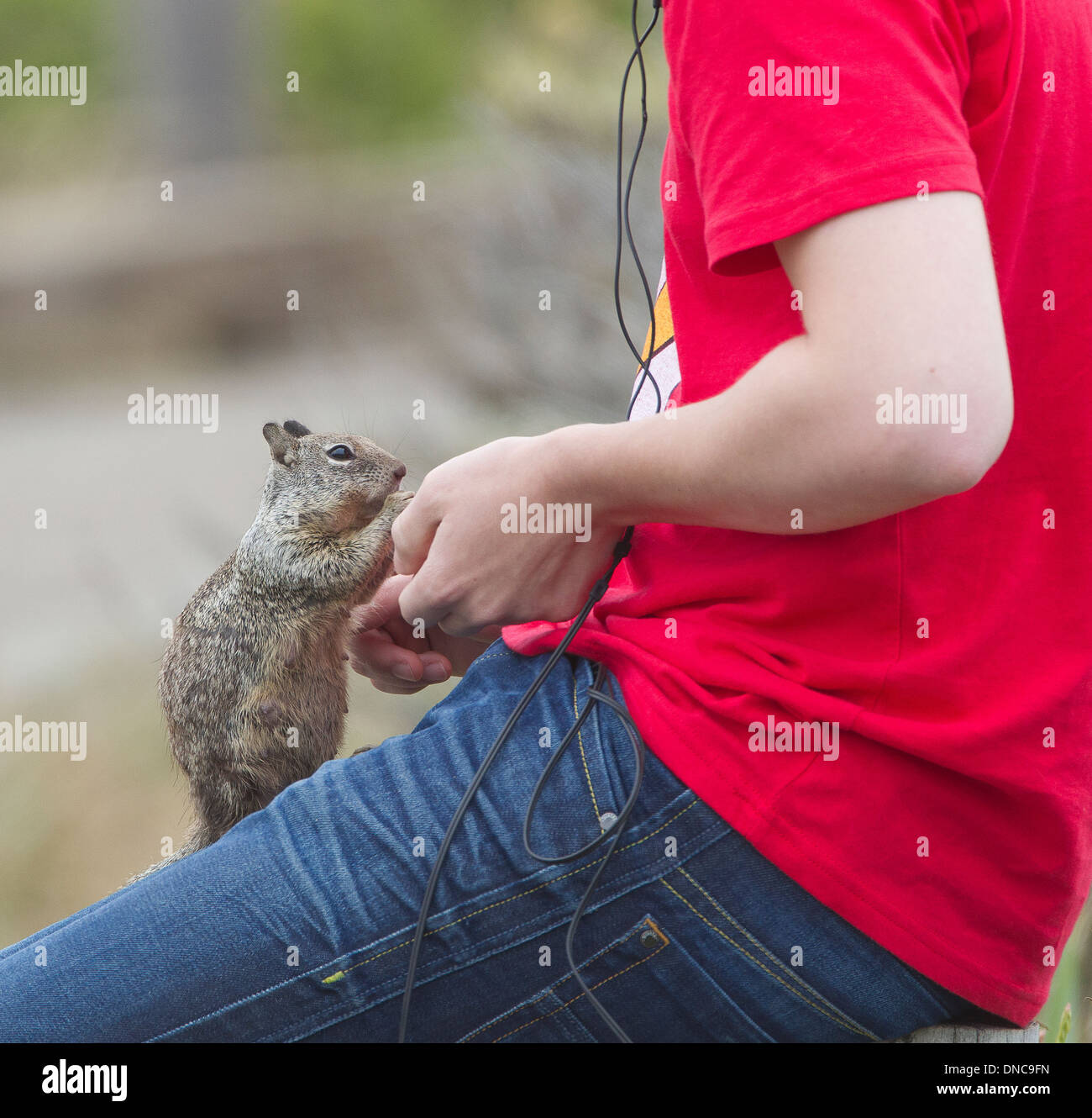 Boy with squirrel hi-res stock photography and images - Alamy