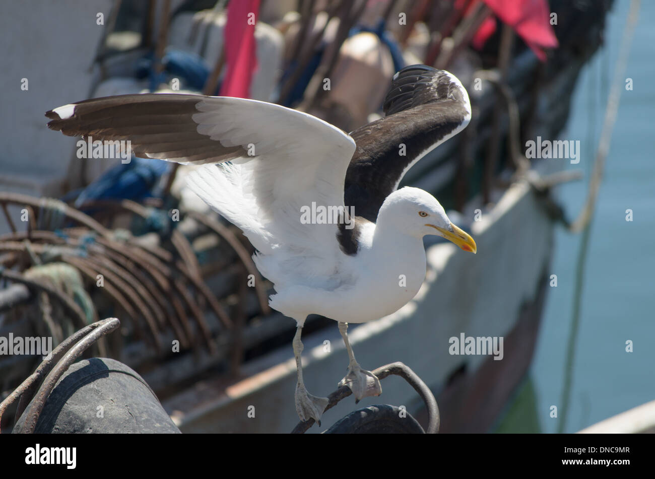 Bird with wings open close-up with fishing ship out of focus background ...