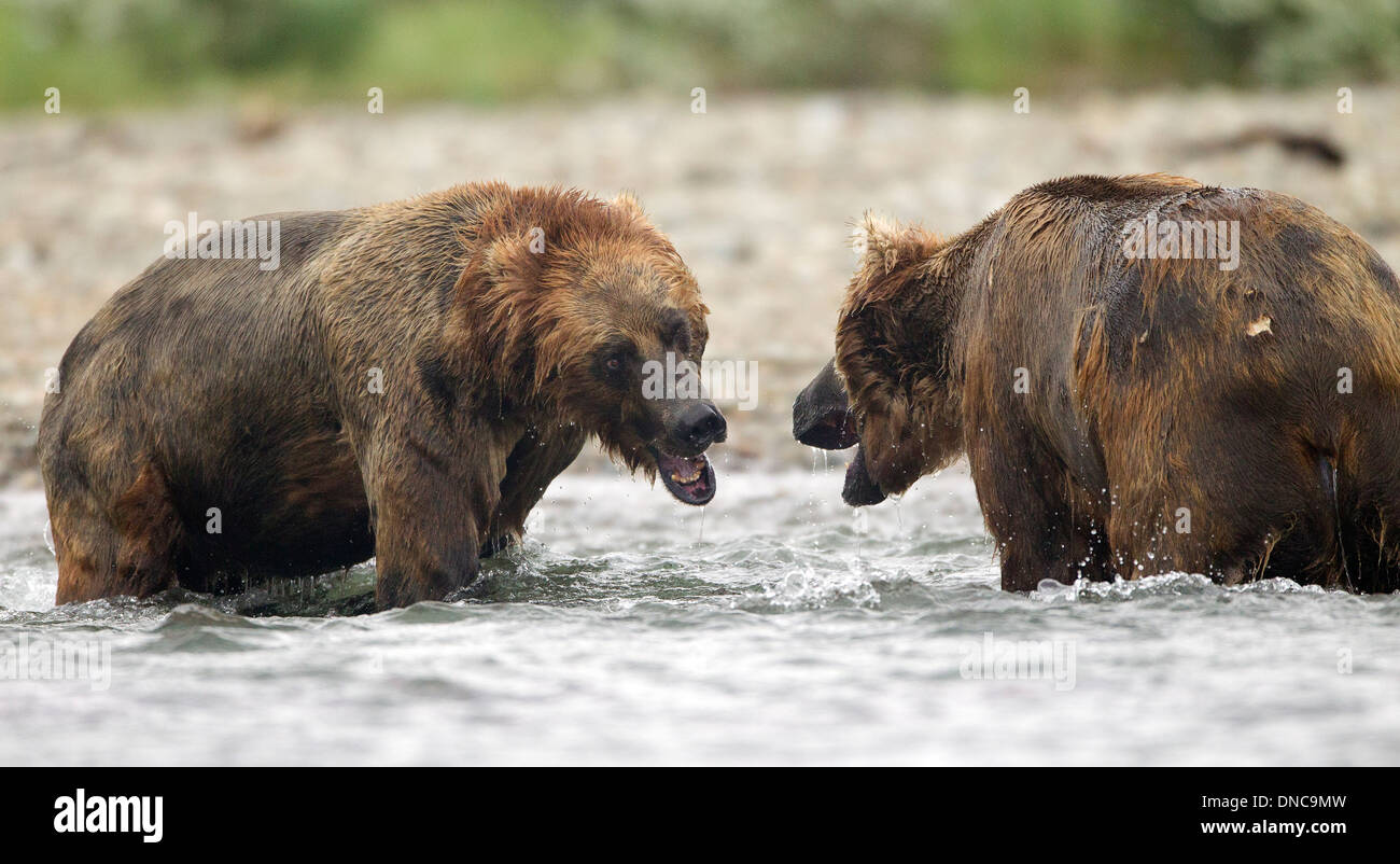 Two Alaska Brown Bears Facing off Stock Photo - Alamy