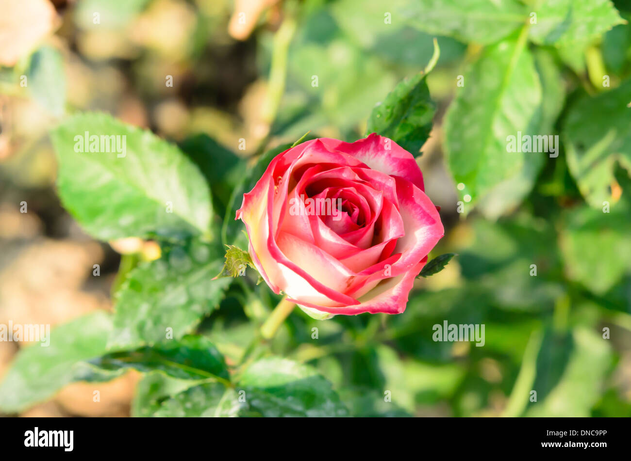roses on a bush in a garden , beautiful flower Stock Photo - Alamy