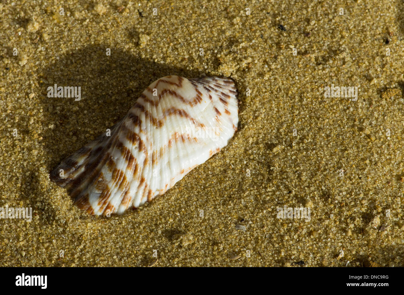 Sea shell on a sandy beach Stock Photo - Alamy