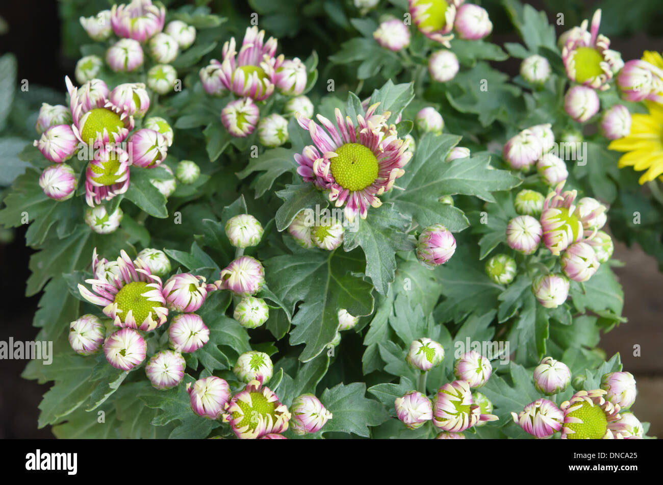 Summer field with beautiful flower . Beauty world Stock Photo - Alamy