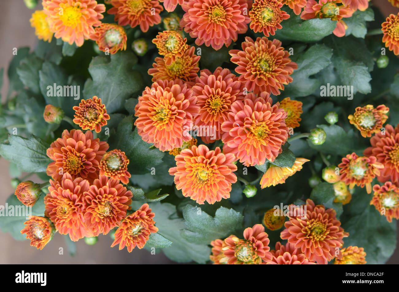 Summer field with beautiful flower . Beauty world Stock Photo - Alamy