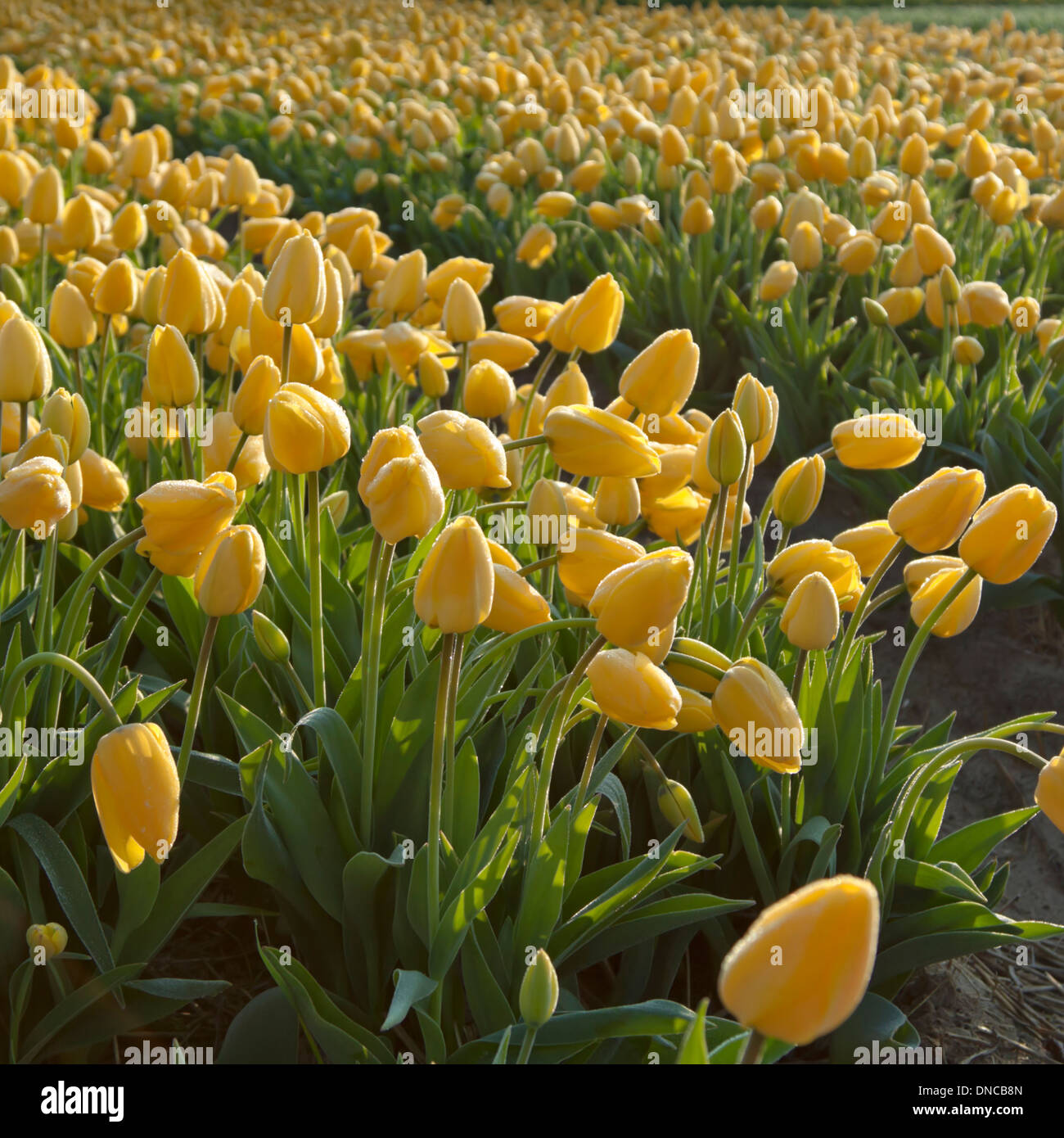 Flowering yellow tulips at Noordwijk, South Holland,The Netherlands ...