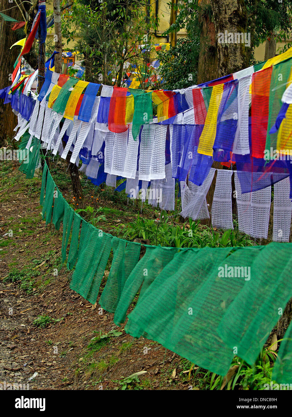 Prayer flags at Enchey Gompa Monastery,Gangtok,Sikkim Stock Photo - Alamy