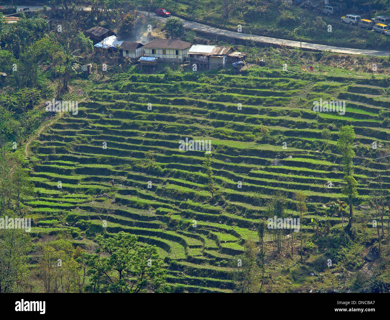 An aerial view of the rice terraces of Sikkim Stock Photo - Alamy