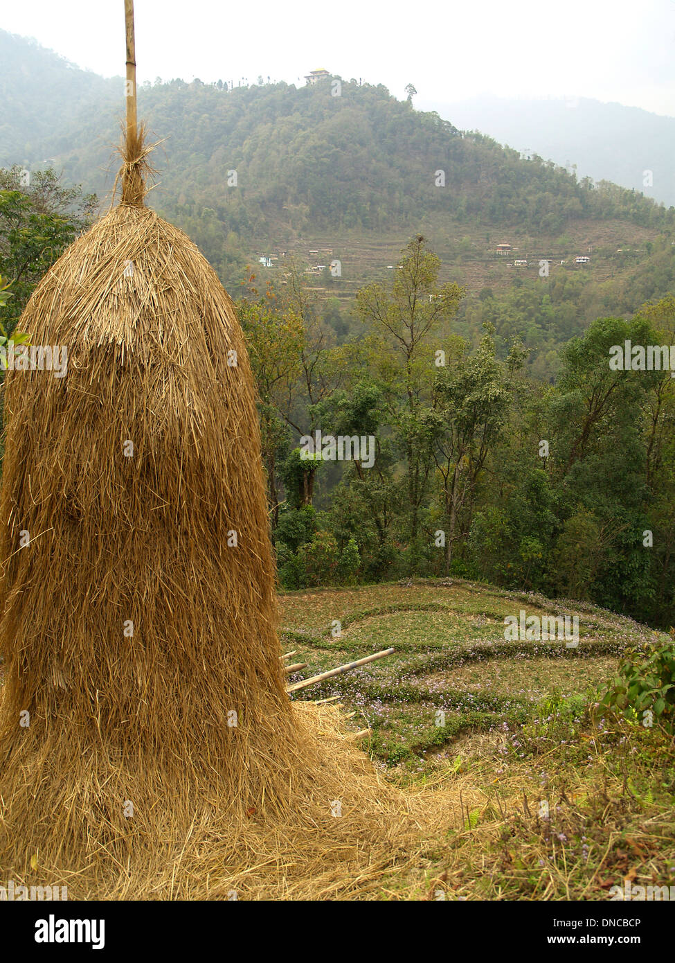 Sikkim agriculture hi-res stock photography and images - Alamy