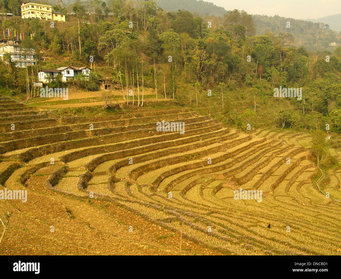 Sikkim agriculture hi-res stock photography and images - Alamy
