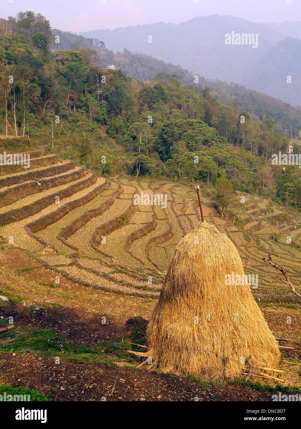 Haystack and rice terraces,Sikkim Stock Photo - Alamy