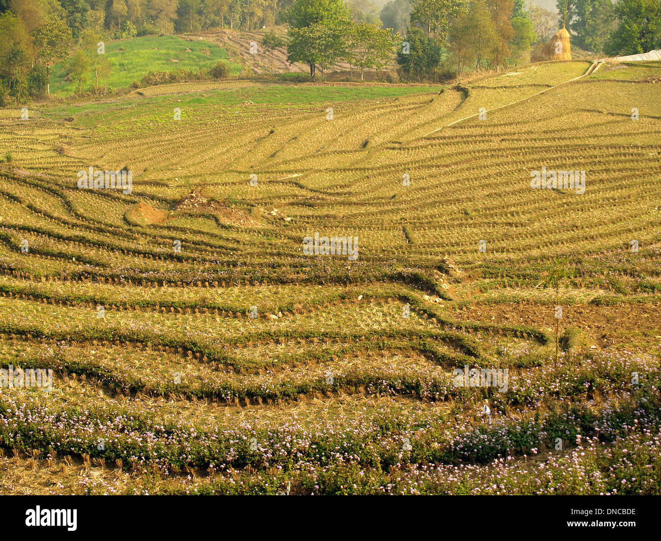 Sikkim agriculture hi-res stock photography and images - Alamy