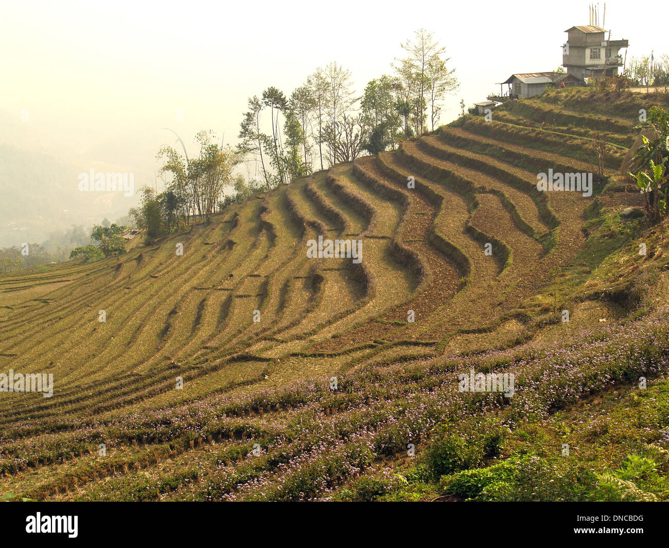 India sikkim agriculture rice terraces hi-res stock photography and ...