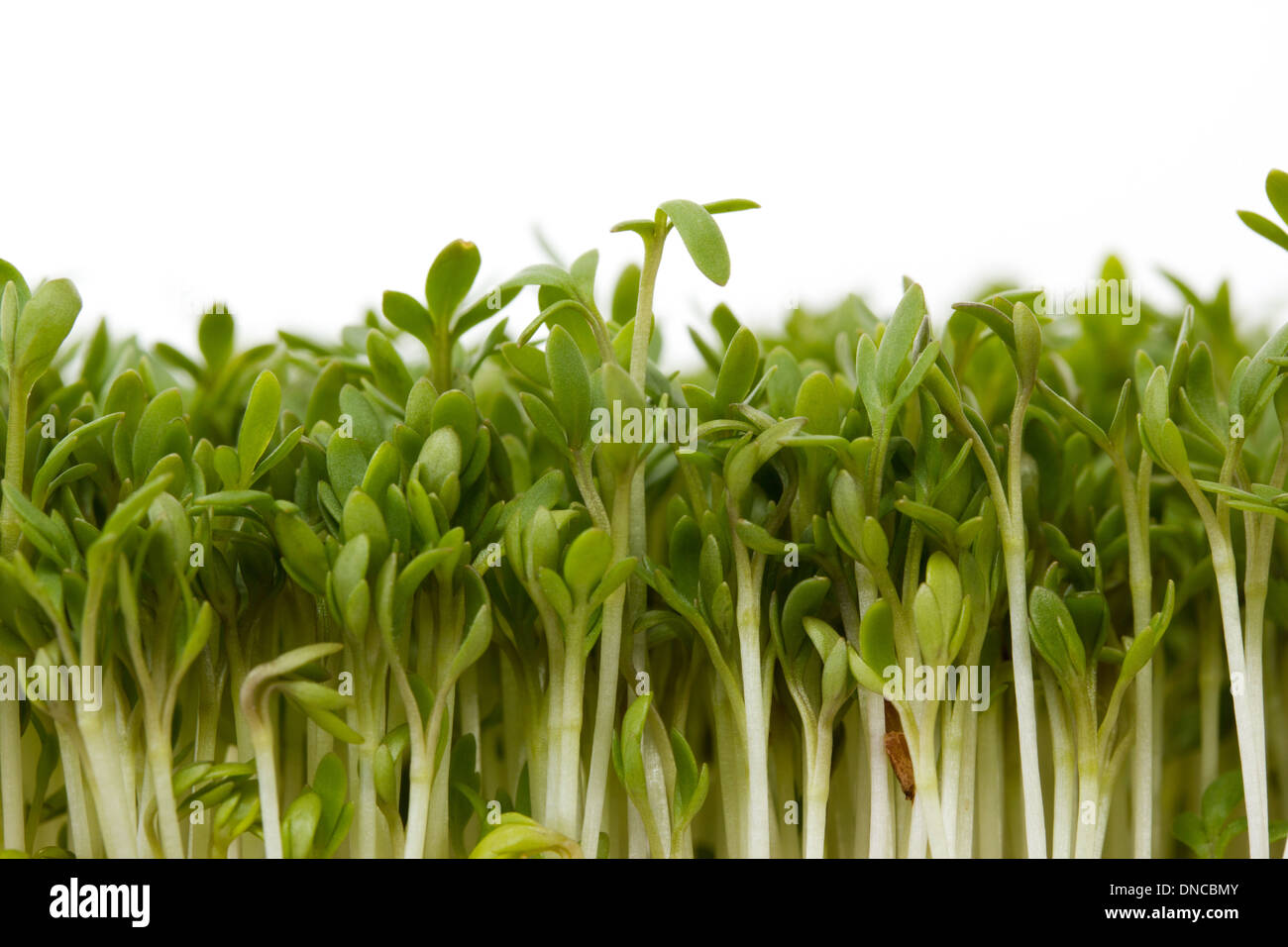 Cress plant hi-res stock photography and images - Alamy