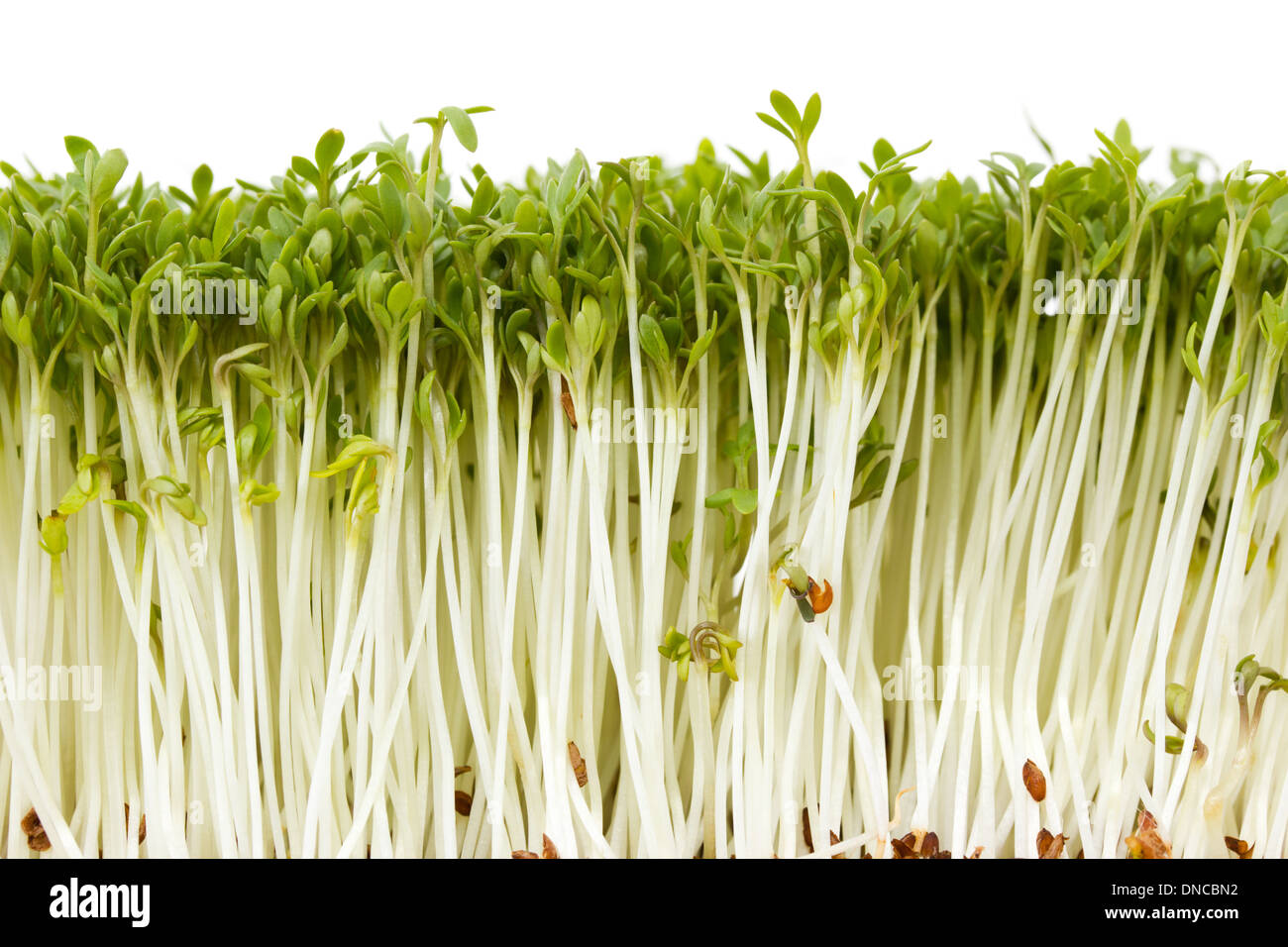 Garden cress plant hi-res stock photography and images - Alamy