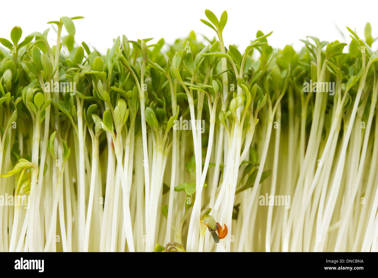 Plant bio hi-res stock photography and images - Alamy