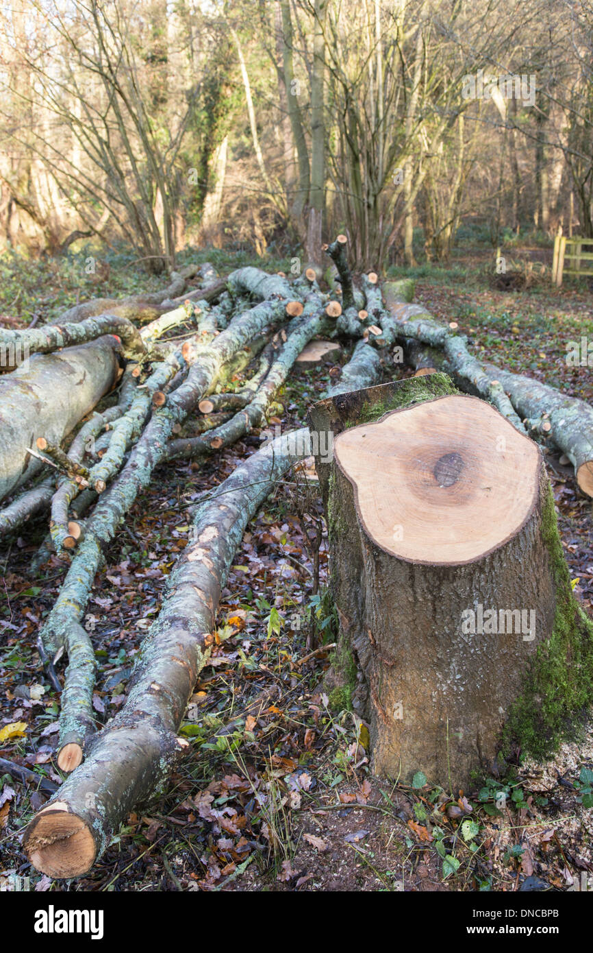 Infected ash trees hi-res stock photography and images - Alamy