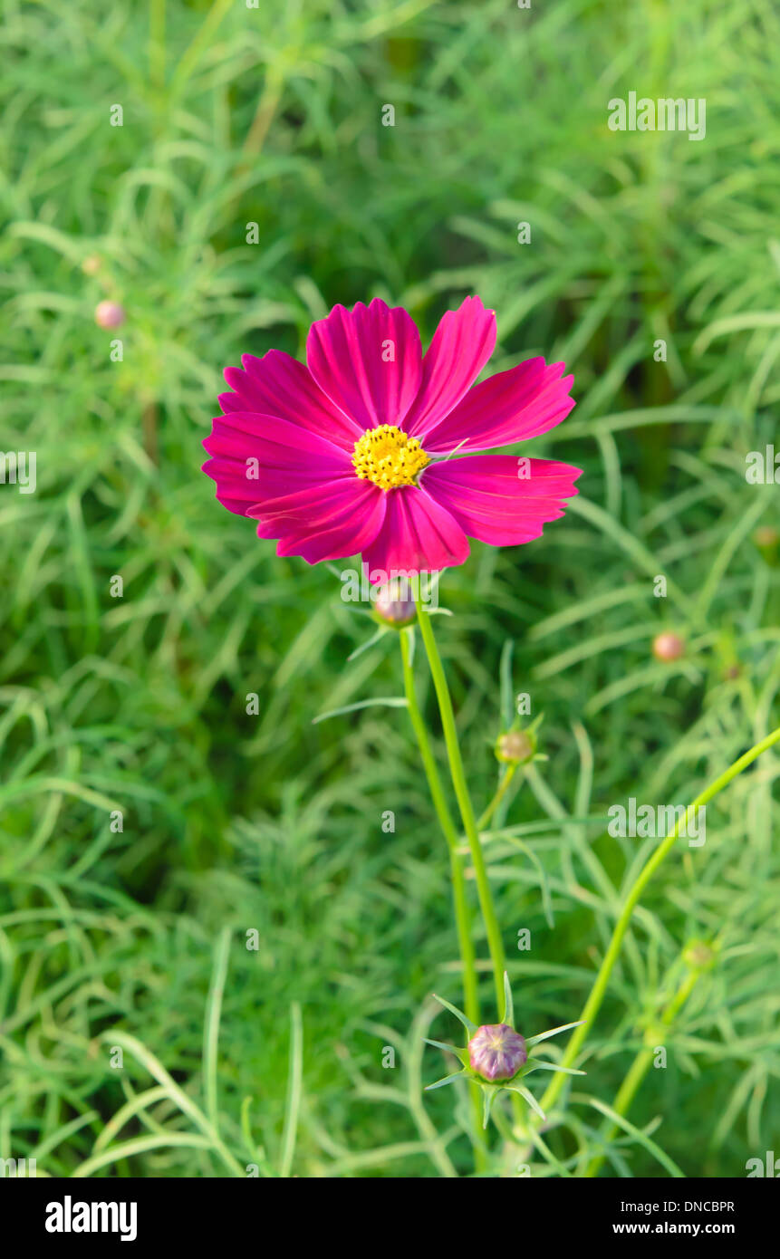 Summer field with beautiful flower . Beauty world Stock Photo - Alamy