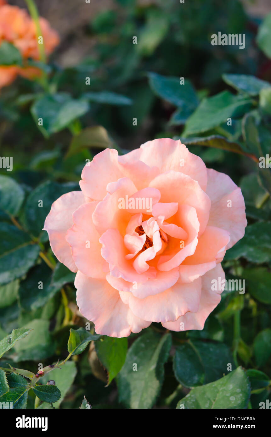 roses on a bush in a garden , beautiful flower Stock Photo - Alamy