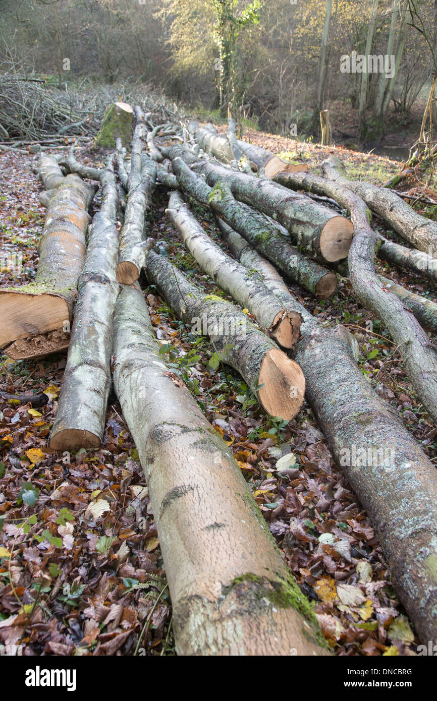 Ash trees felled after being infected by Ash dieback "Chalara fraxinea ...