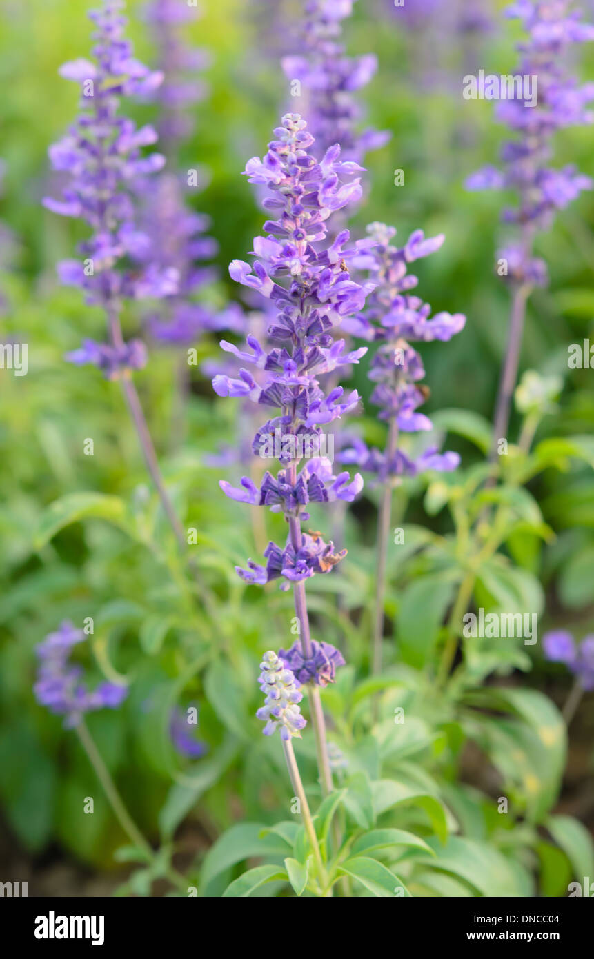 purple lavender flowers , Sunset over a summer flower field Stock Photo ...