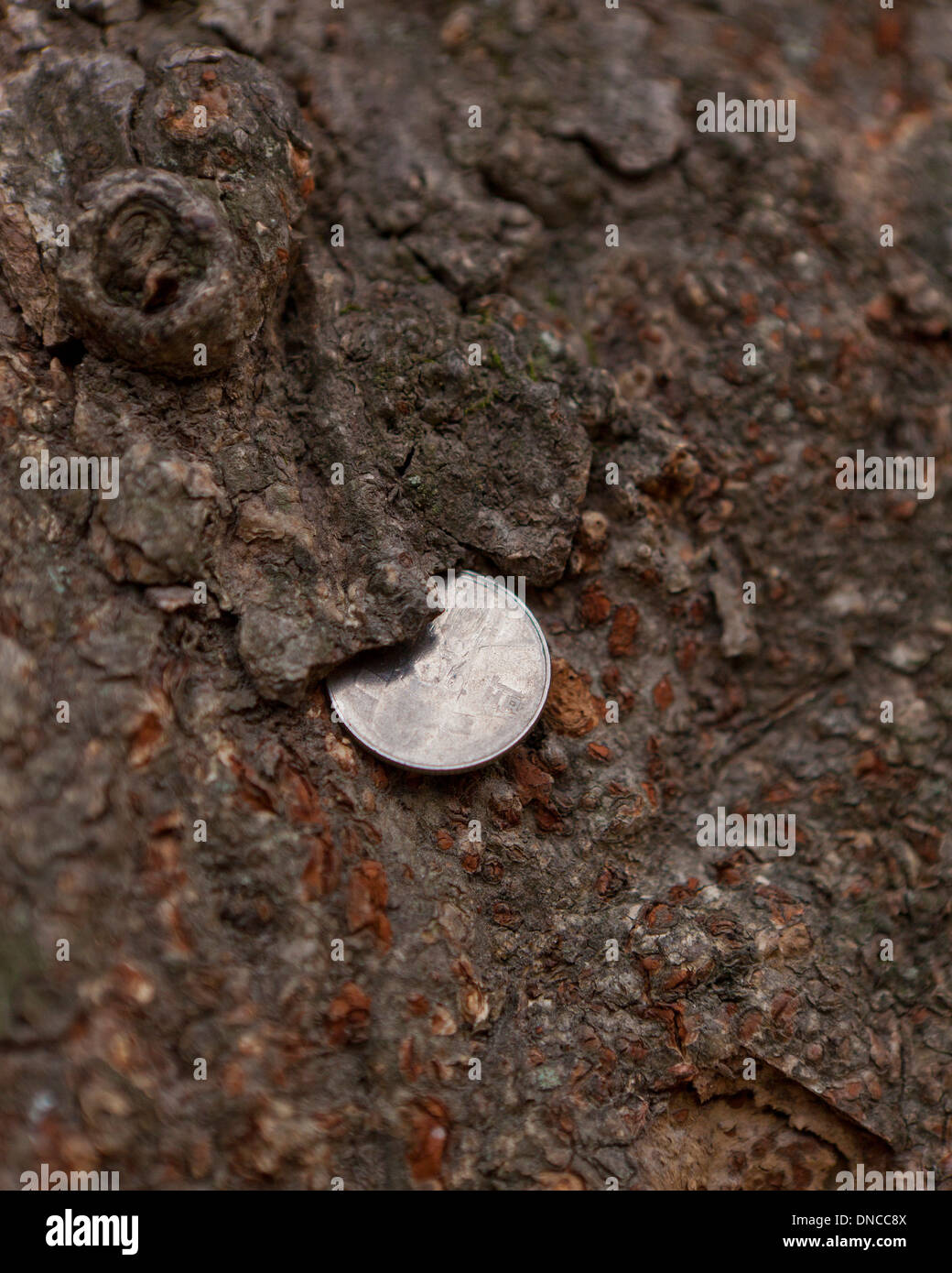 A coin stuck in tree bark - South Korea Stock Photo - Alamy