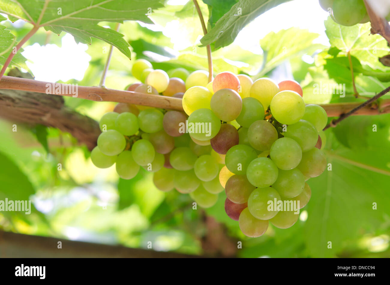 Grapes on the vine fruit hi-res stock photography and images - Alamy