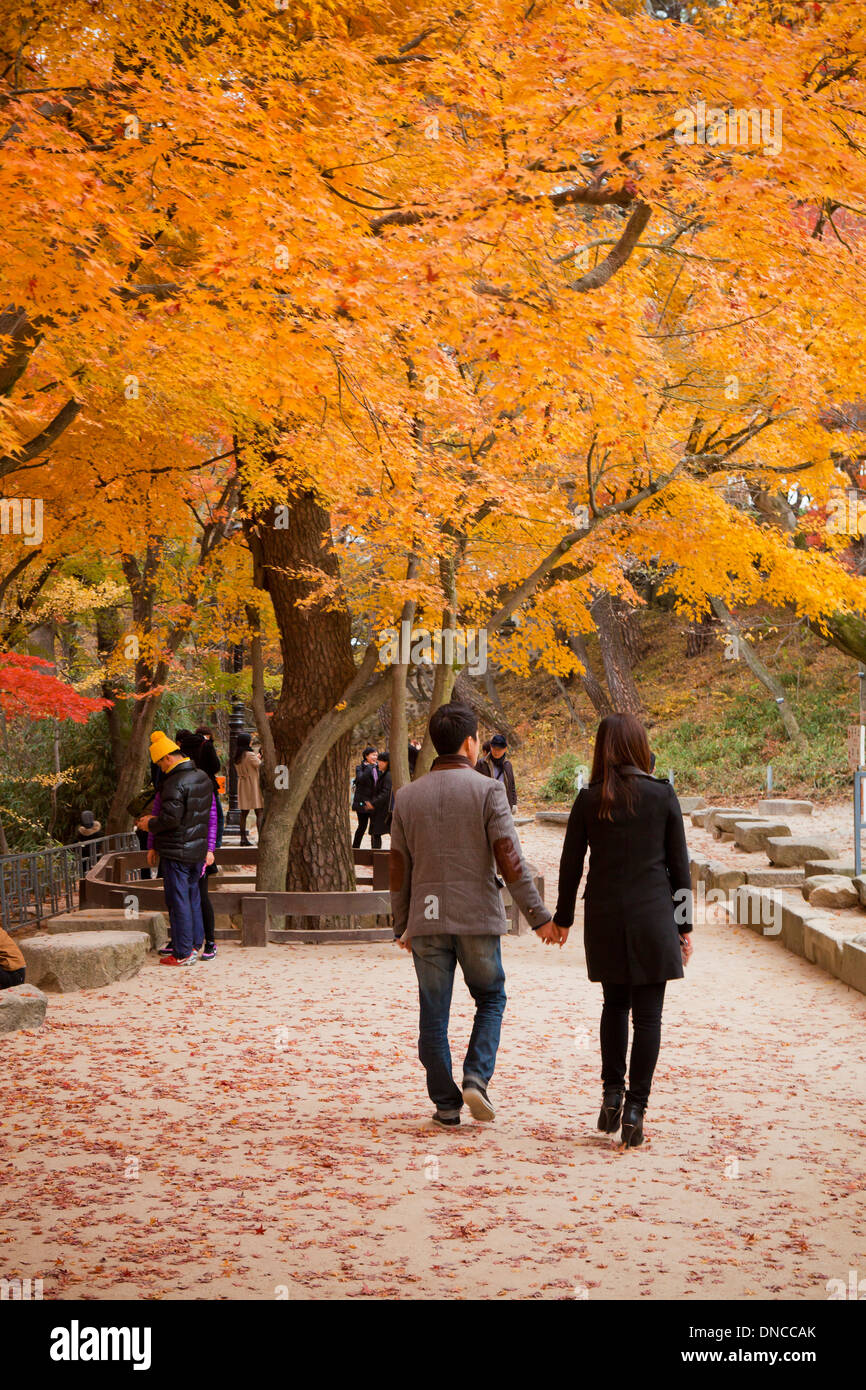 Young couple holding hands and walking under maple tree with fall ...