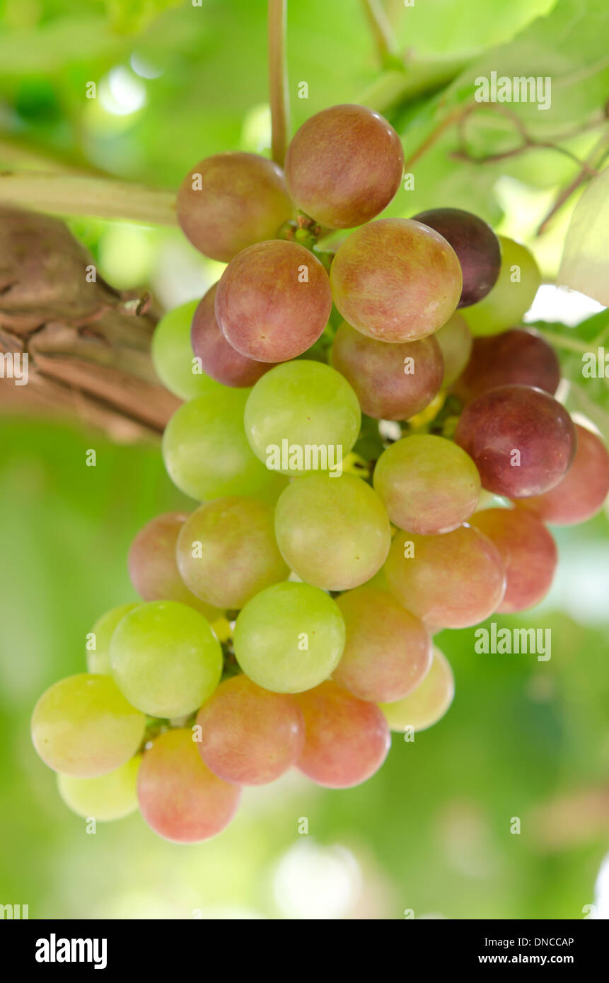 grapes with green leaves on the vine. fresh fruits Stock Photo - Alamy