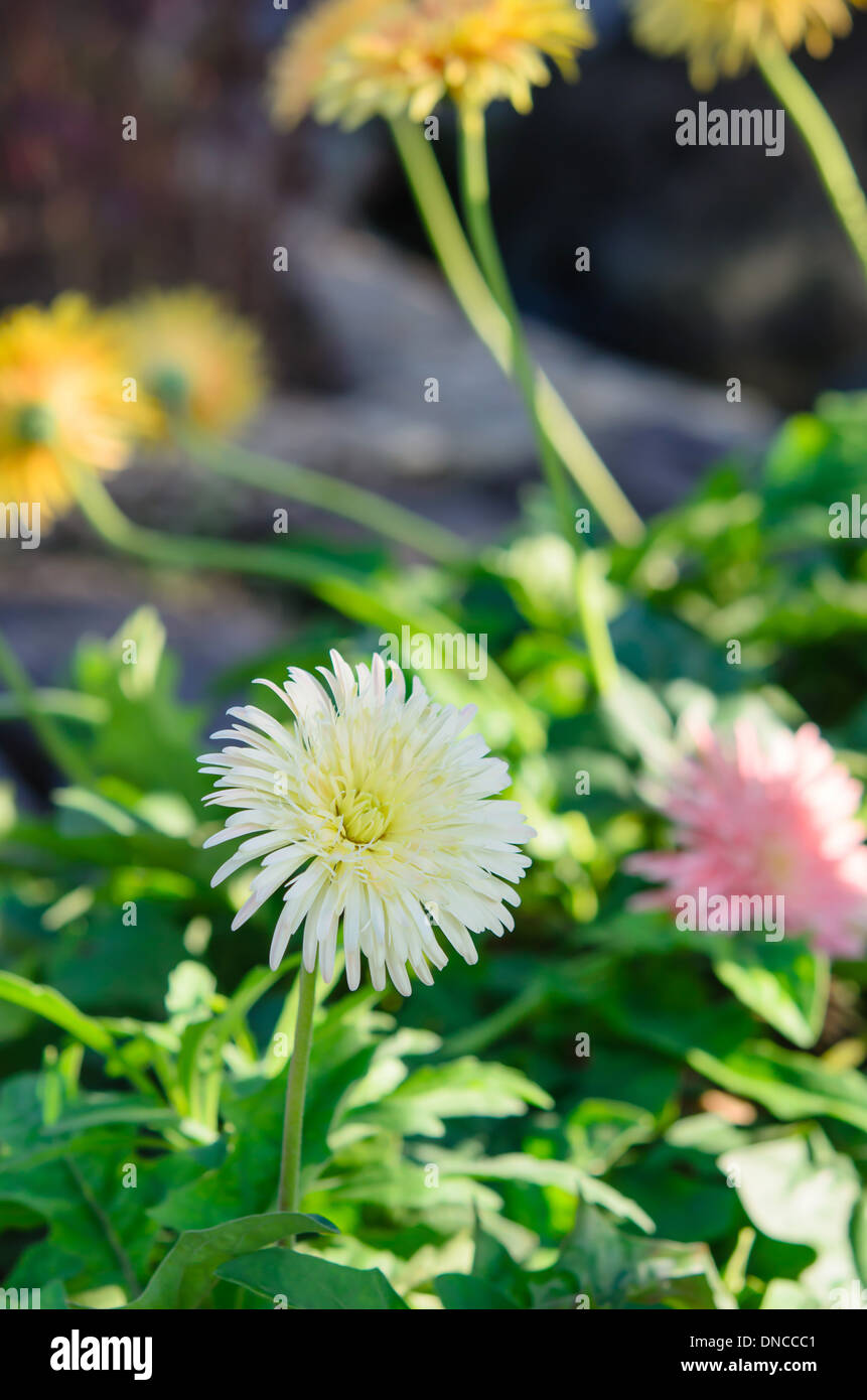 Summer field with beautiful flower . Beauty world Stock Photo - Alamy