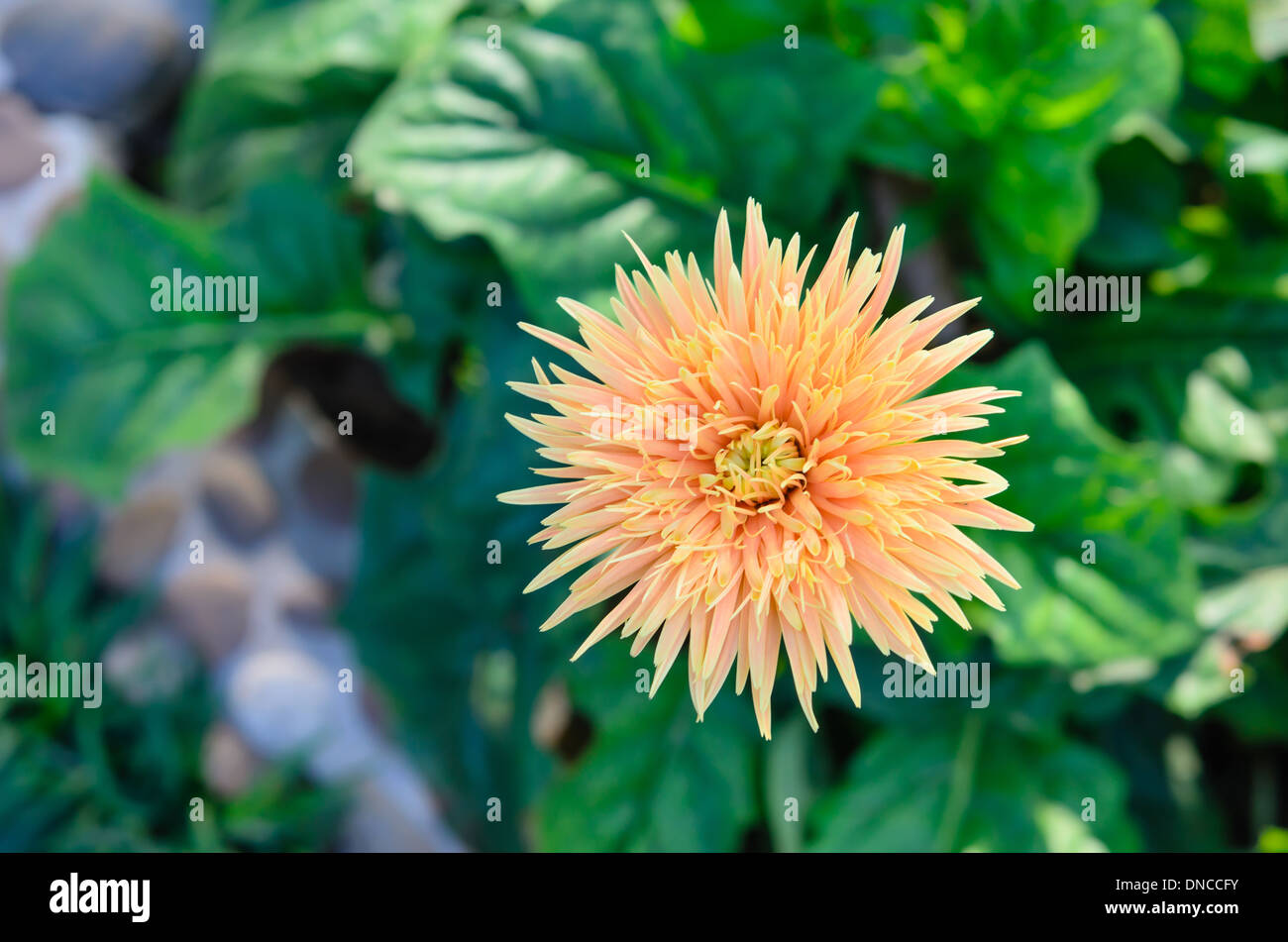 Summer field with beautiful flower . Beauty world Stock Photo - Alamy