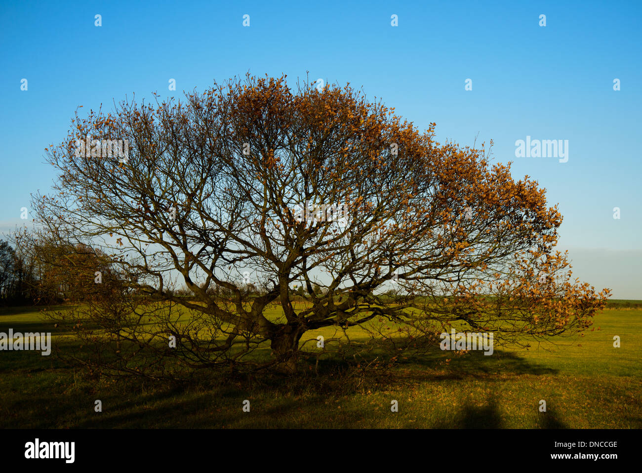 Tree filled scene hi-res stock photography and images - Alamy