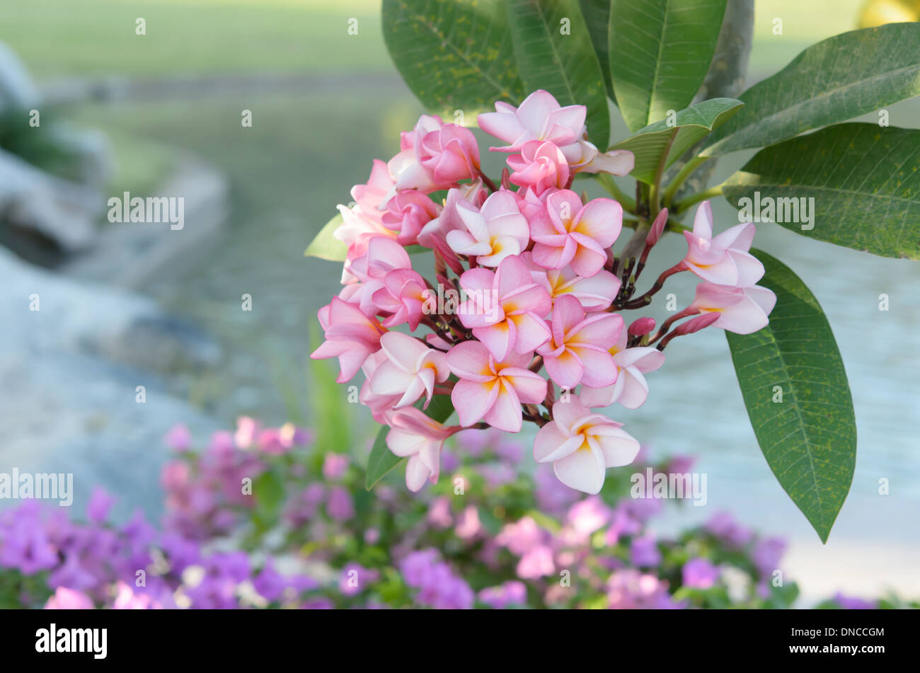 Frangipani tree flower hi-res stock photography and images - Alamy