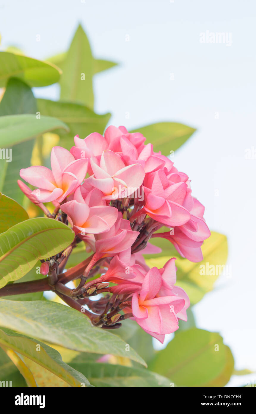 Frangipani tree flower hi-res stock photography and images - Alamy