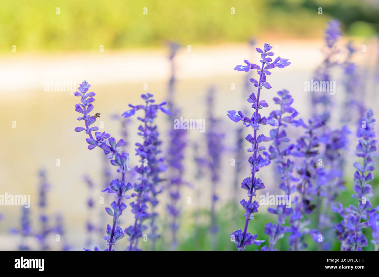 purple lavender flowers , Sunset over a summer flower field Stock Photo ...