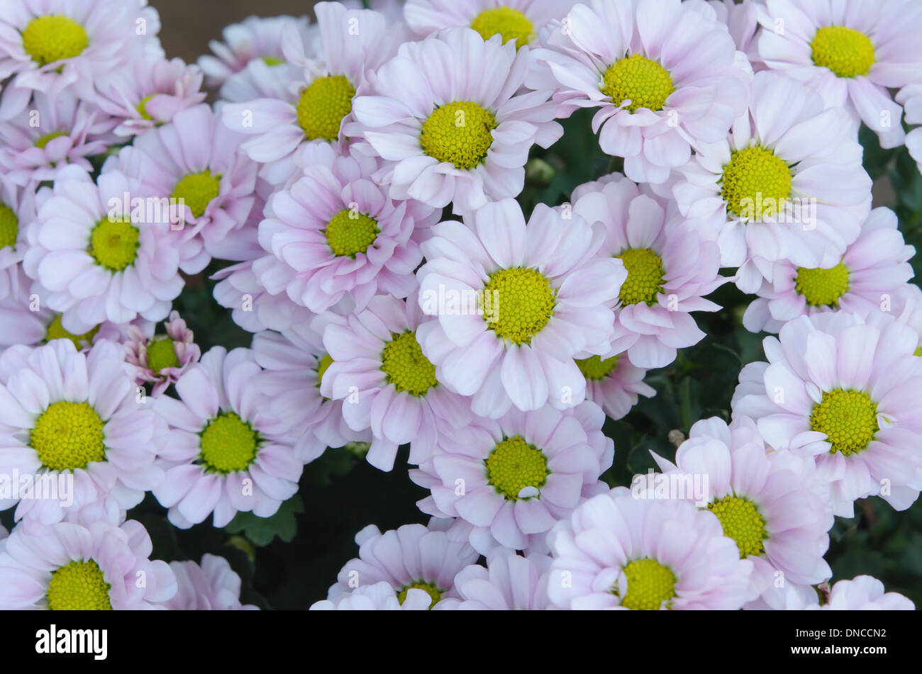 Summer field with beautiful flower . Beauty world Stock Photo - Alamy