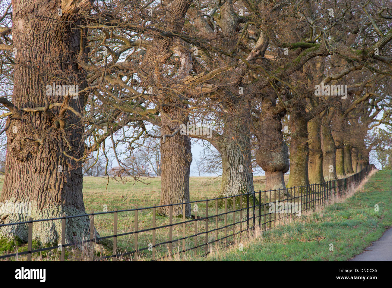 Row of mature Oak trees, Gloucestershire, England, UK Stock Photo - Alamy