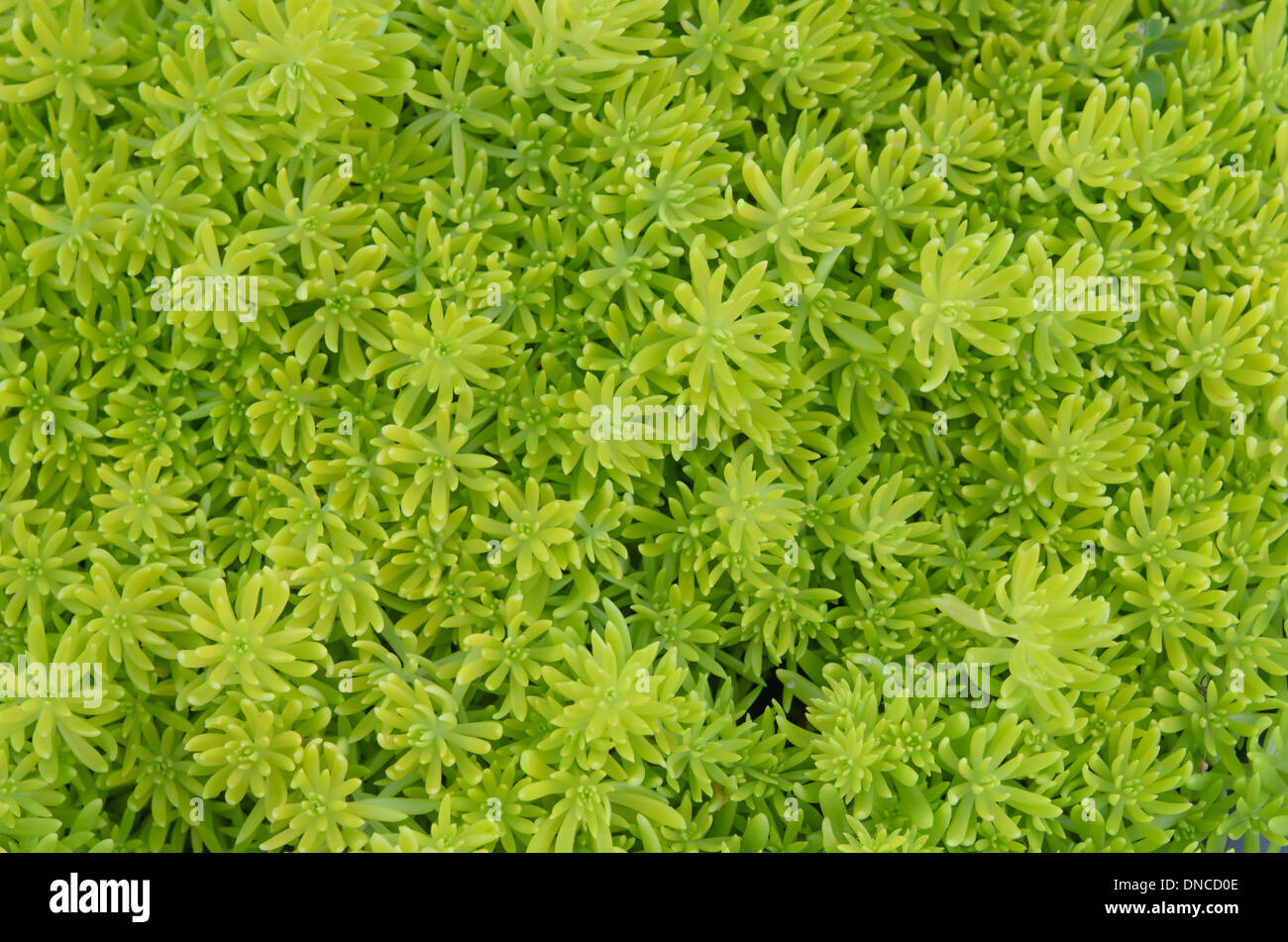 Spring green flowers for background or texture Stock Photo - Alamy