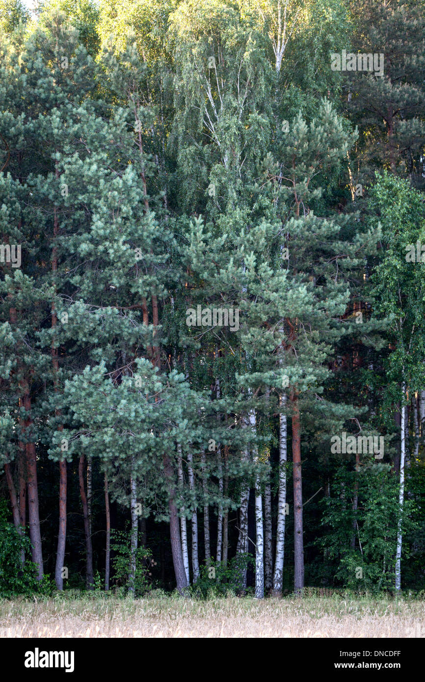 Bordering trees hi-res stock photography and images - Alamy