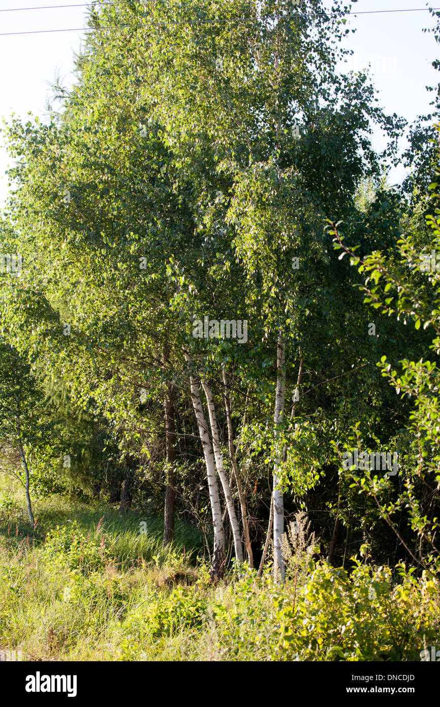 Birch Trees Edge Forest High Resolution Stock Photography and Images ...