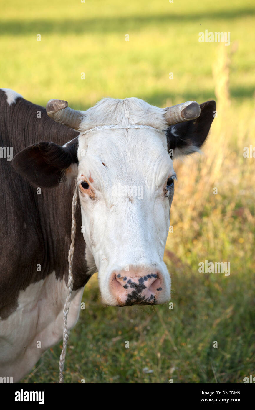 Portrait of a cow out in the pasture. Zawady Central Poland Stock Photo ...