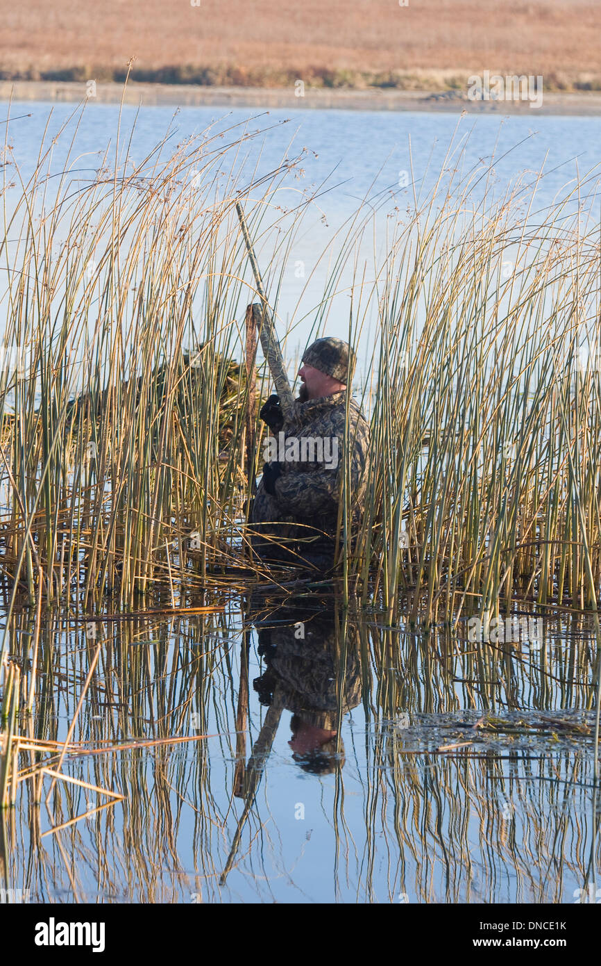 Duck hunting waterfowl hi-res stock photography and images - Alamy