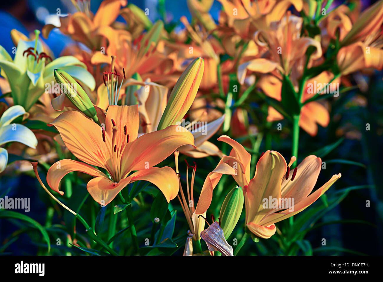 orange lily flower in the garden Stock Photo - Alamy