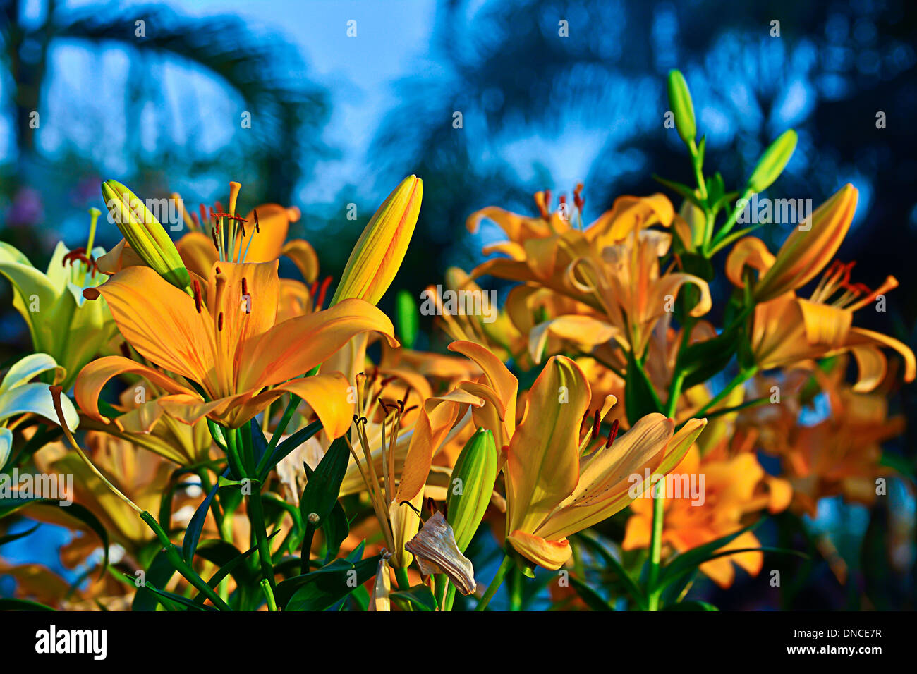 orange lily flower in the garden Stock Photo - Alamy