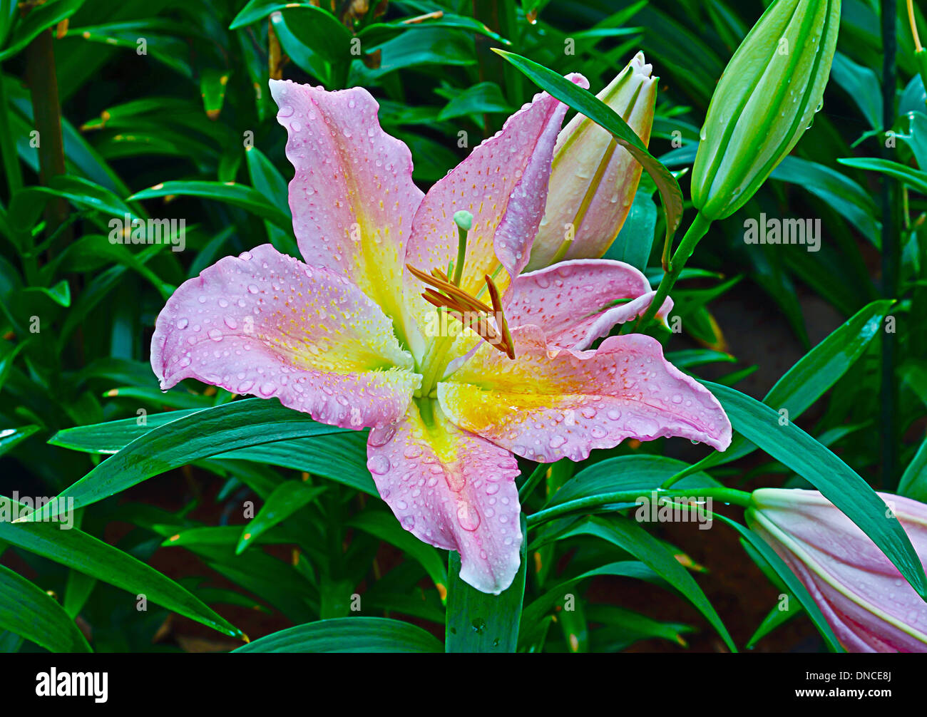 pink lily flower in the garden Stock Photo - Alamy