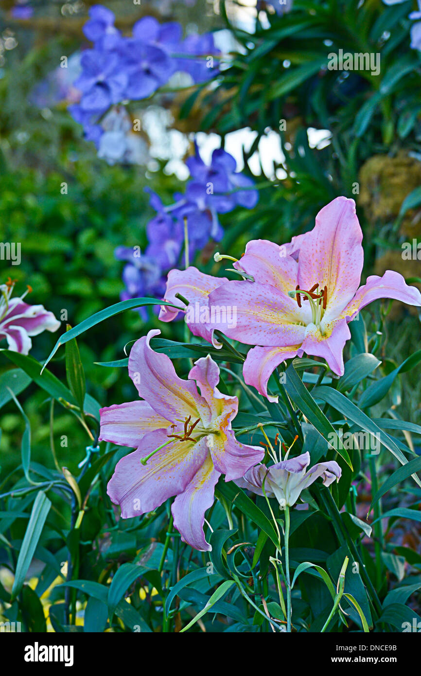 pink lily flower in the garden Stock Photo - Alamy